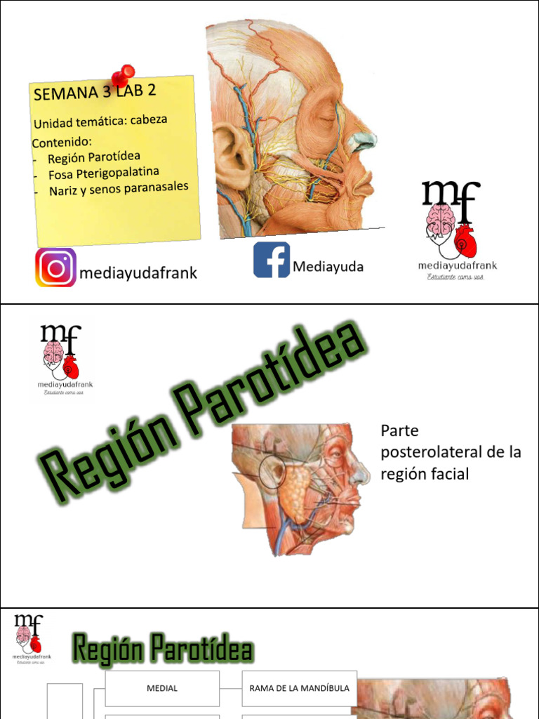 fosa pterigopalatina mediayudafrank (1) | PDF | Nariz humana | Anatomía ...