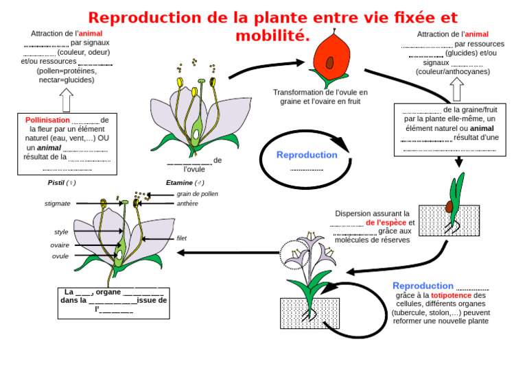 Schéma de la reproduction des plantes | PDF | Pollinisation | Graine