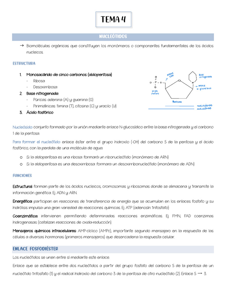 Wuolah Free TEMA 4 ACIDOS NUCLEICOS Gulag Free | PDF | Nucleótidos | Adn