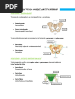 Pelve e Períneo | PDF | Pélvis | Anatomia