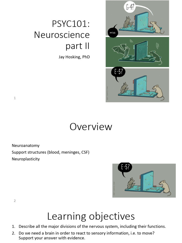 PSYC101 Lecture 05 - Neuroscience Part II | PDF | Cerebrum | Cerebral ...