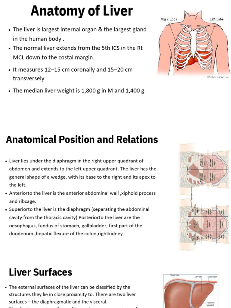Anatomy and Structure of the Liver | PDF