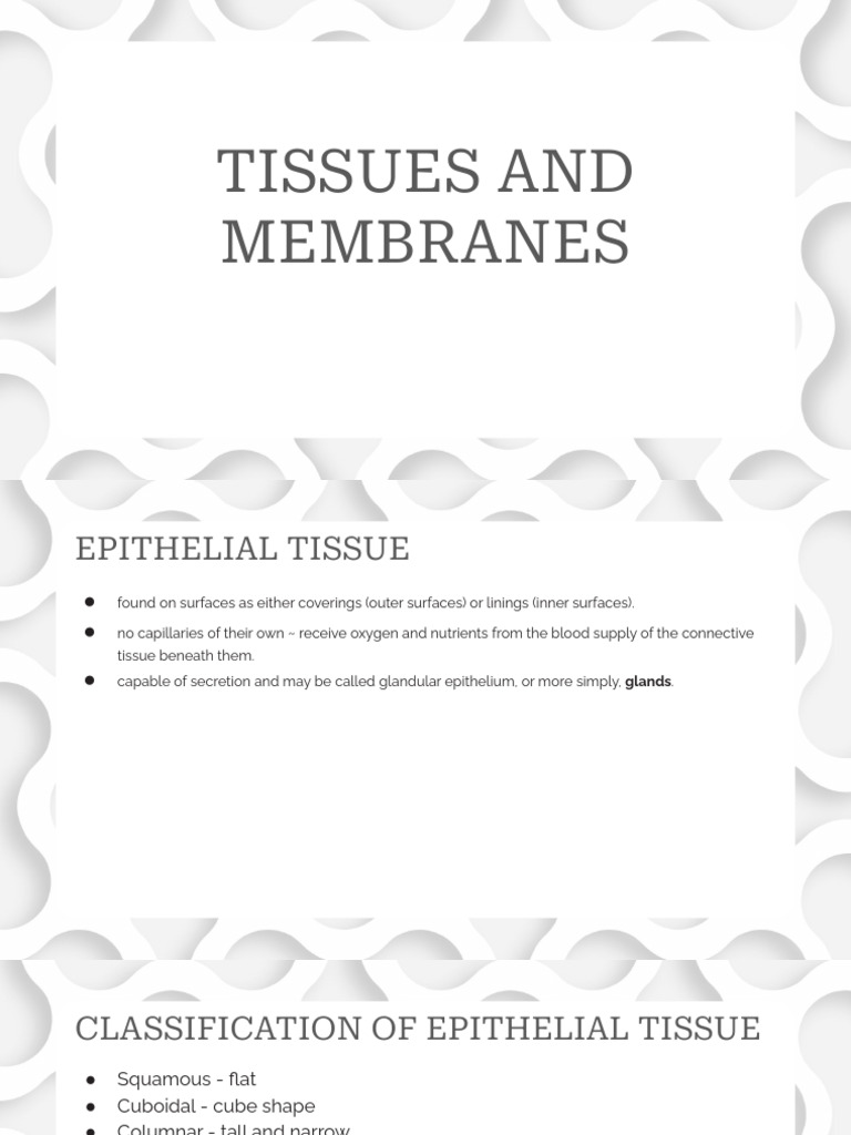 Overview of Tissues and Membranes | PDF | Connective Tissue | Epithelium
