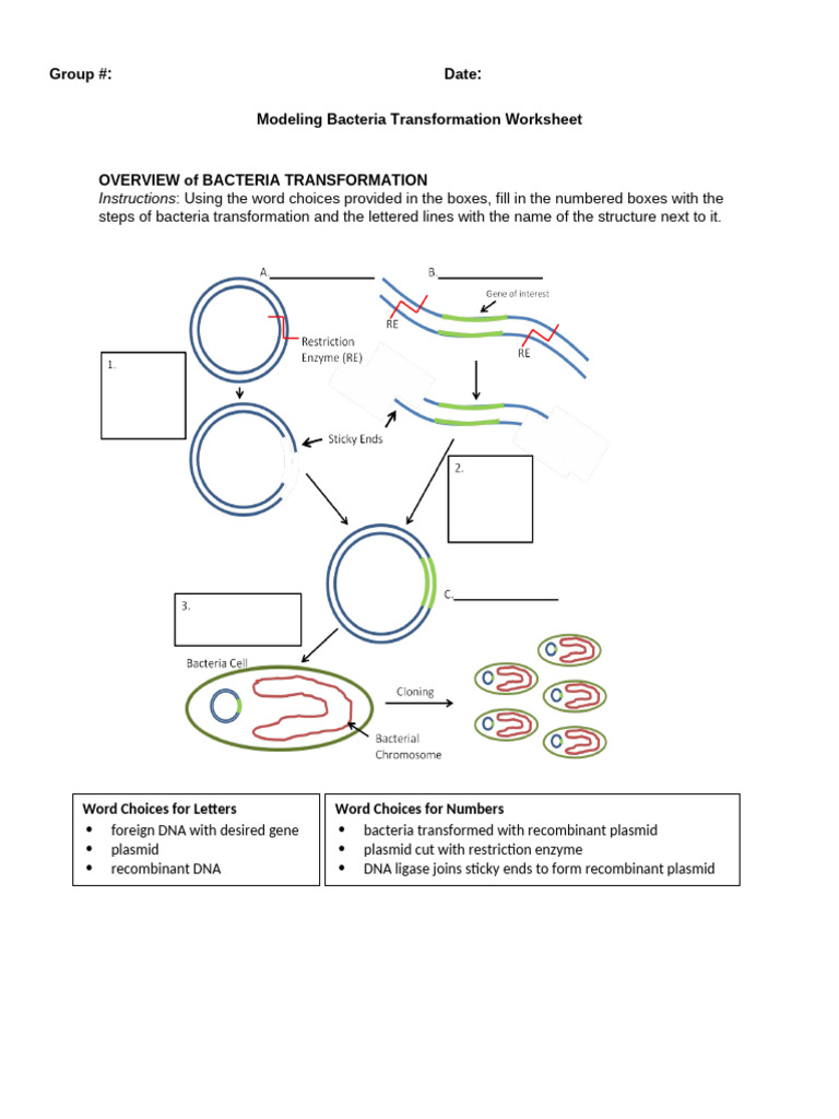 Bacteria Transformation Modeling Worksheet | PDF