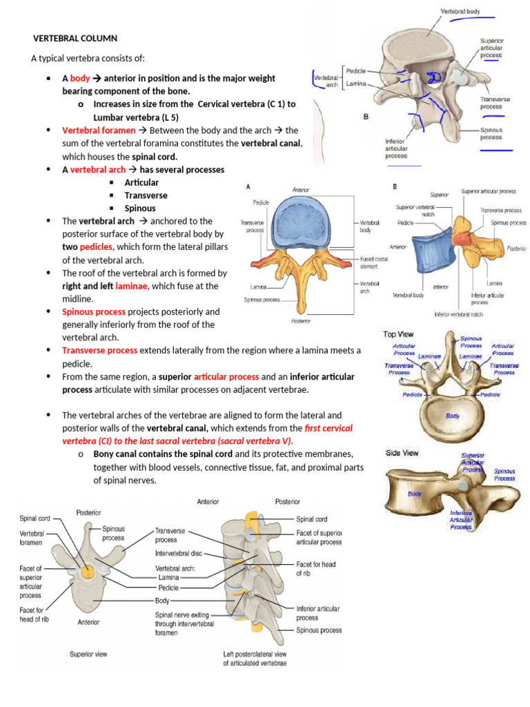 3. Vertebral Column | PDF | Vertebra | Vertebral Column