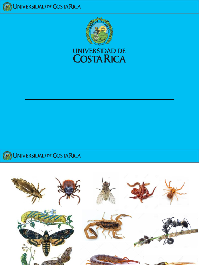 Introducción a los Insectos y Artrópodos | PDF | Insectos | Artrópodos