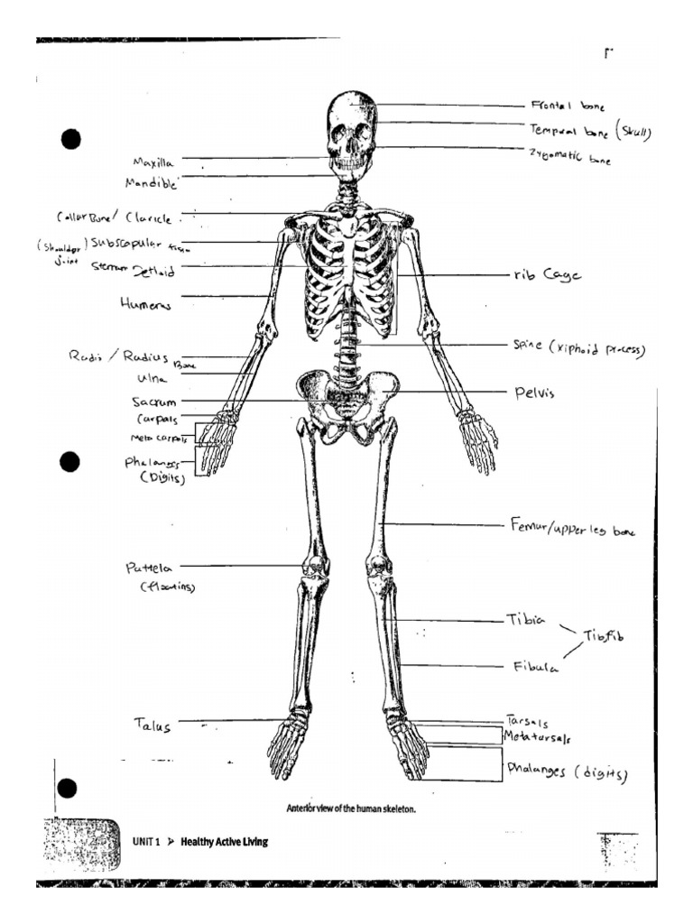 Skeleton | PDF