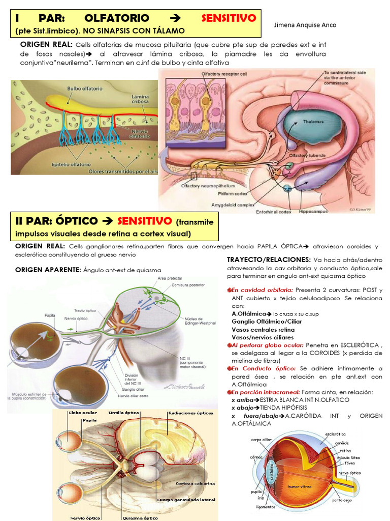 I Par Craneal | PDF | Anatomía humana | Anatomía