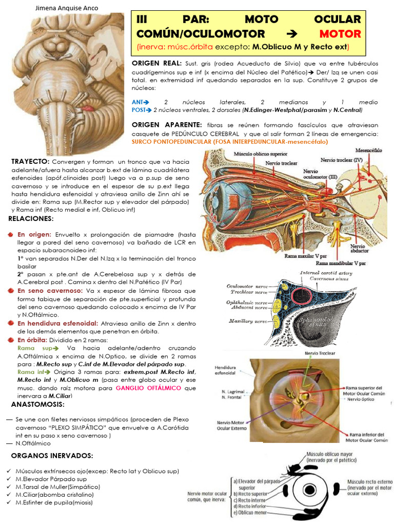 Iii Par Craneal | PDF | Sistema nervioso | Anatomía humana