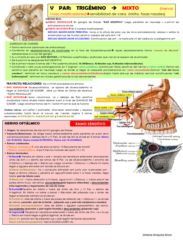 V PAR CRANEAL | PDF | Anatomía humana | Cabeza y cuello humanos
