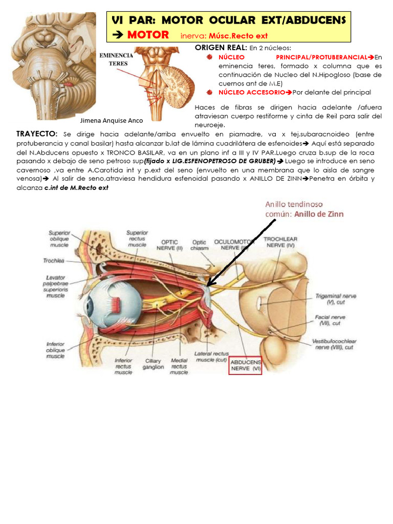Vi Par Craneal | PDF