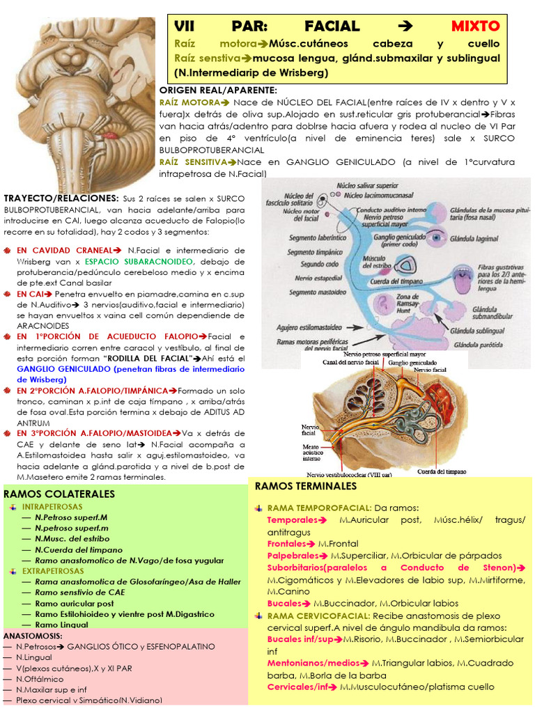 Vii Par Craneal | PDF | Otorrinolaringología | Neuroanatomía