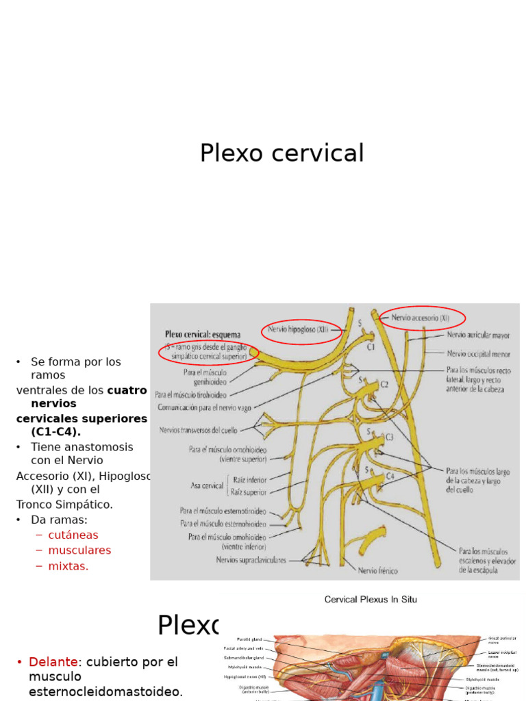 Anatomía y Funciones del Plexo Cervical | PDF | Abdomen | Tórax ...
