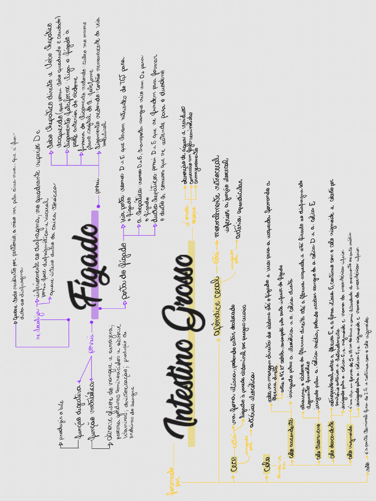 Mapas de Anatomia 240524 085608 | PDF
