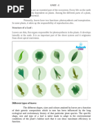 Leaf Dichotomous Key | PDF | Leaf | Branches Of Botany
