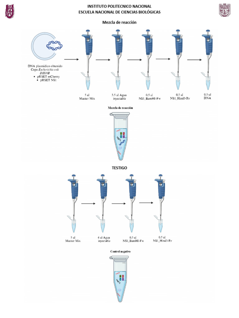 Protocolo PCR y Electroforesis | PDF