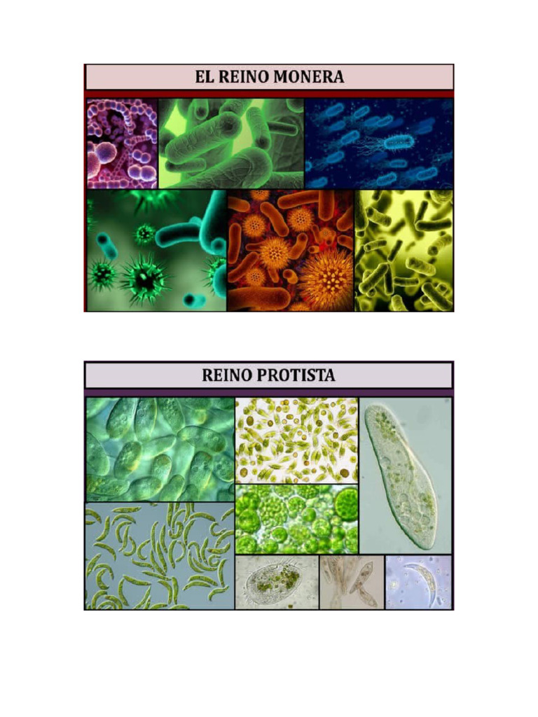 Reino Protista Monera | PDF
