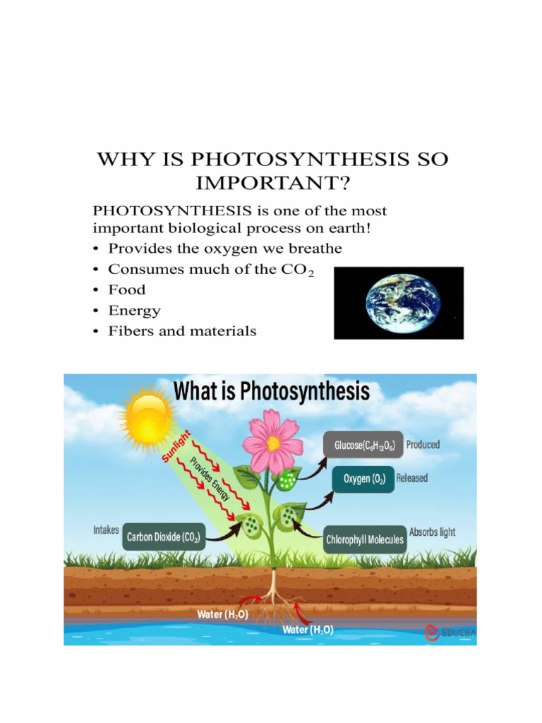 Photosynthesis | PDF