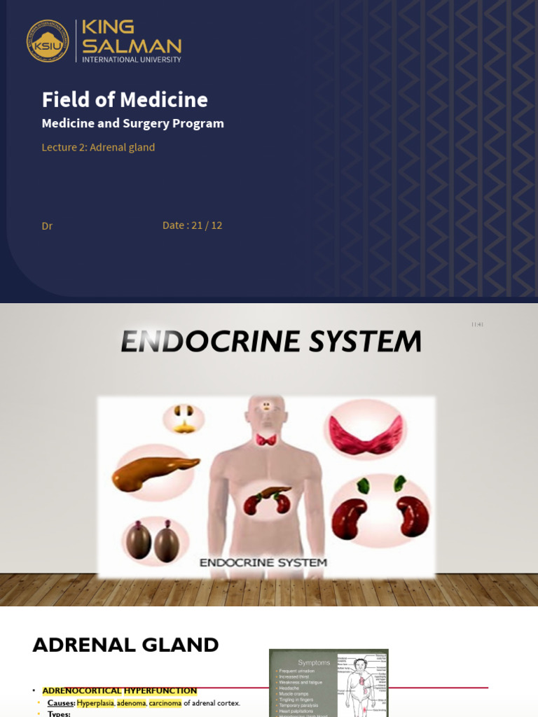 Lecture 2 Adrenal gland | PDF | Adrenal Gland | Endocrine System
