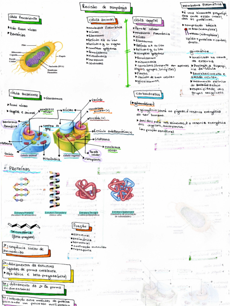 Revisão Cito P1 | PDF