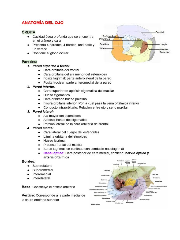 Ojo Anatomia | PDF | Ojo | Oftalmología