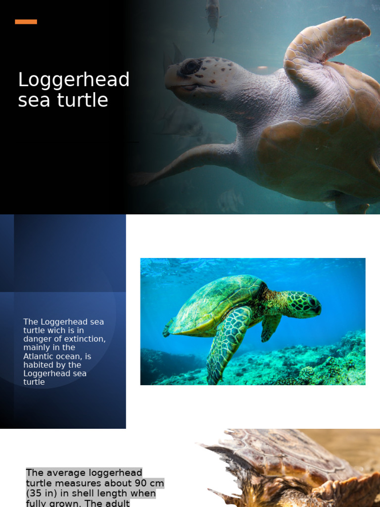 Loggerhead Sea Turtle | PDF