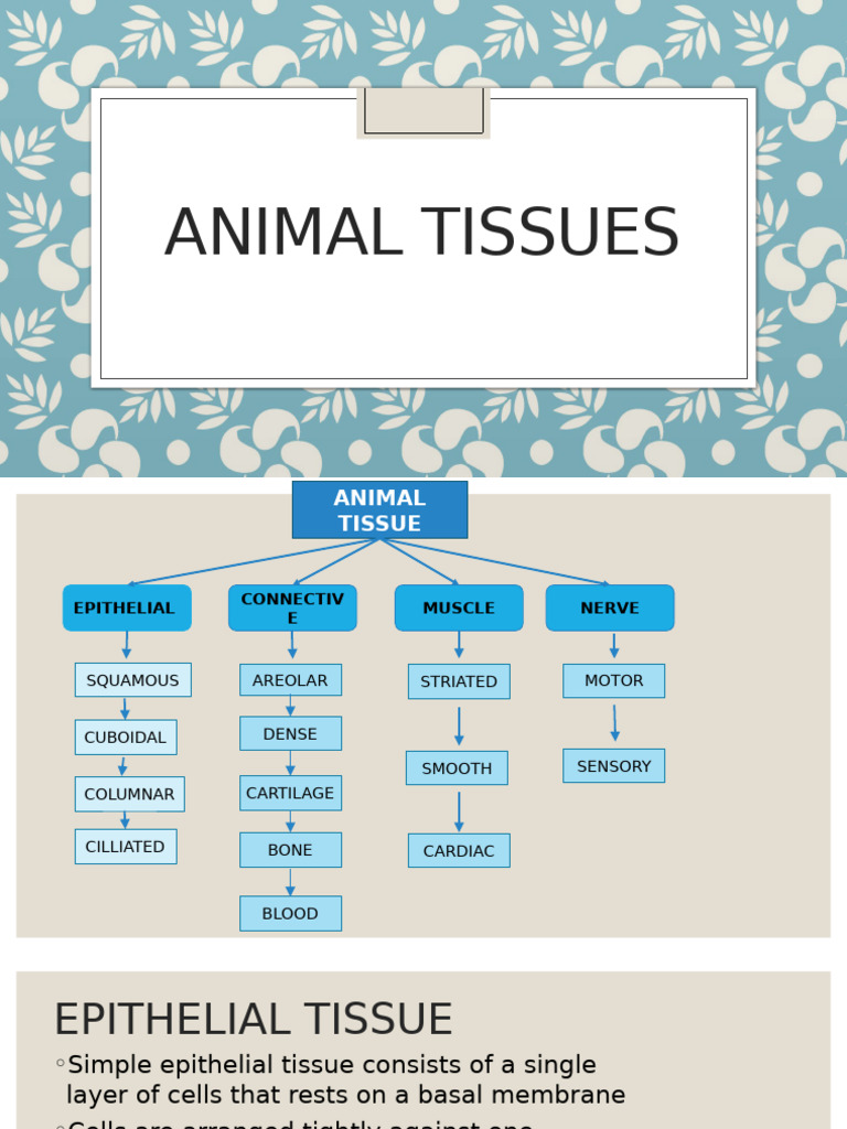 Animal Tissue Types Explained | PDF | Epithelium | Muscle