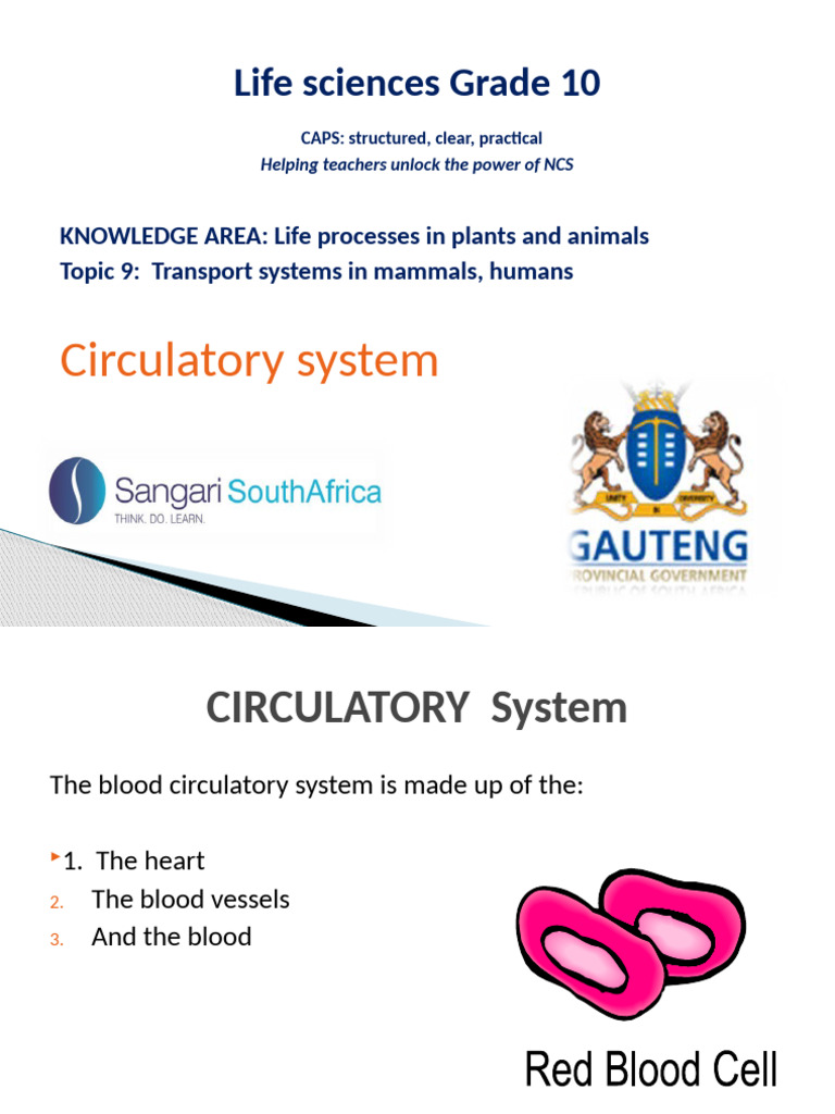 PP14. Circulatory System - TEACH | PDF | Atrium (Heart) | Heart