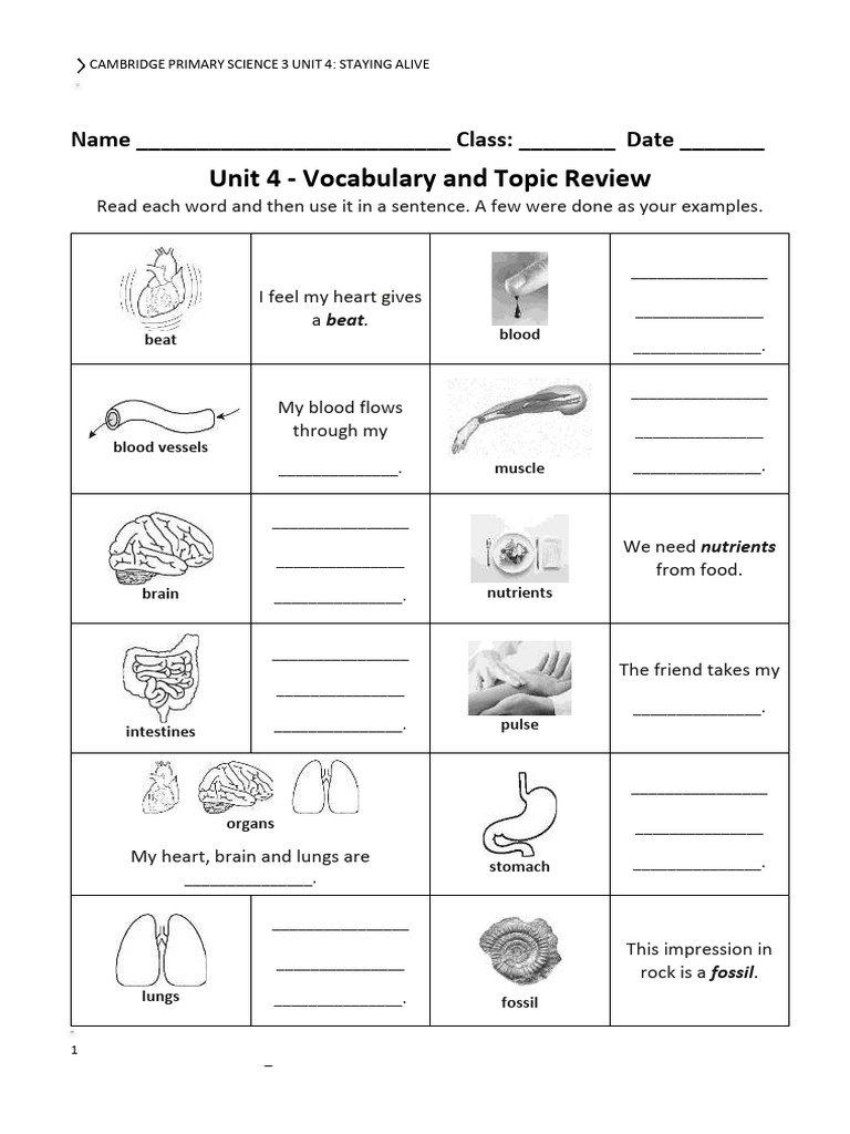 U4-Vocabulary and Topic Review | PDF | Heart | Frog
