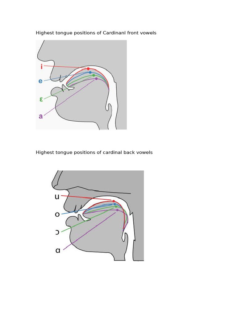 Vowels & Tongue Positions | PDF