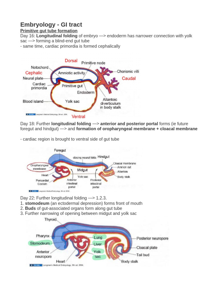 Embryology GI Tract | PDF | Anatomy | Digestive System