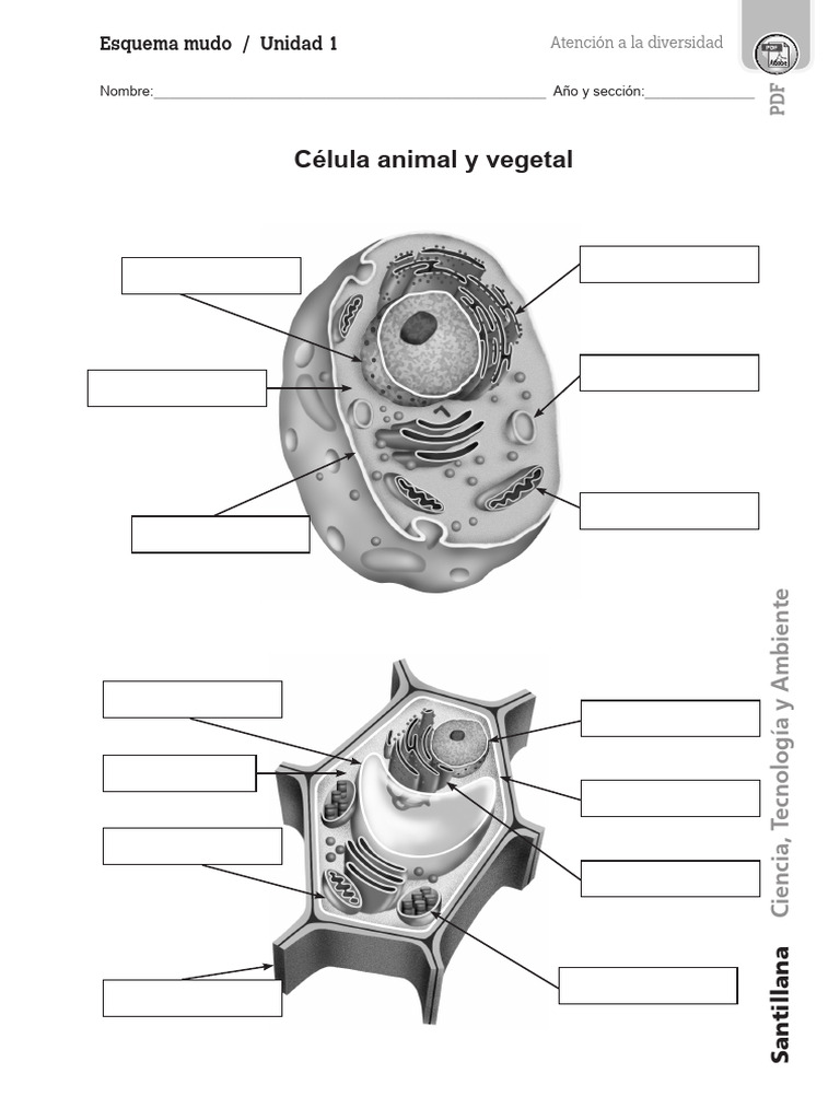 Guía: Célula Animal y Vegetal | PDF
