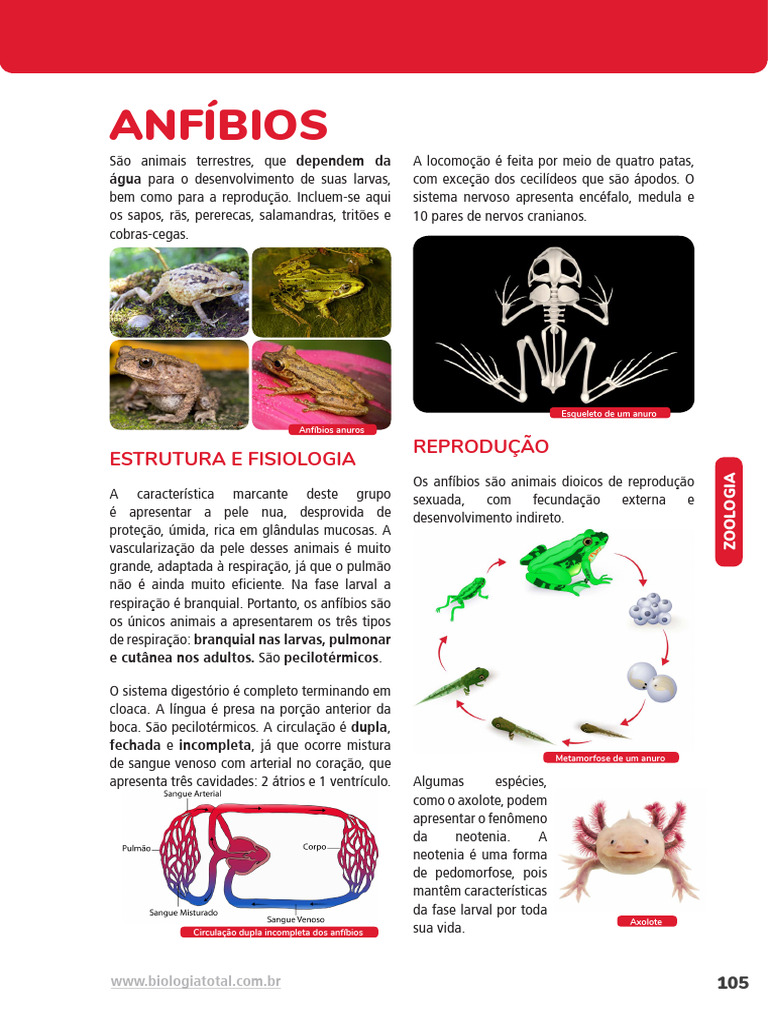 Anfíbios | PDF | Sapo | Anfíbio