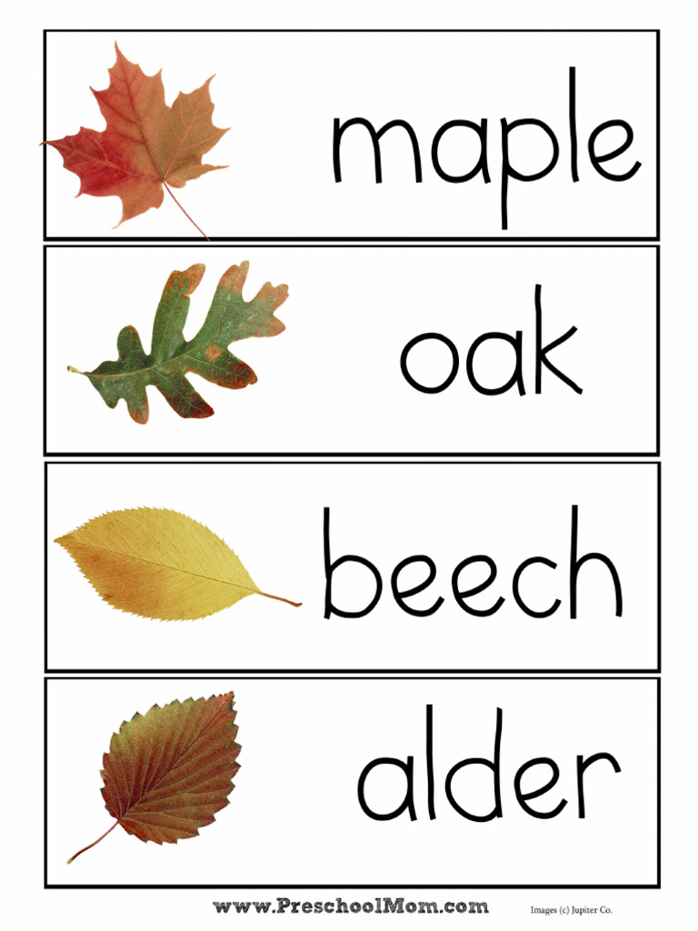 Fall Leaf Wordwall Cards | PDF