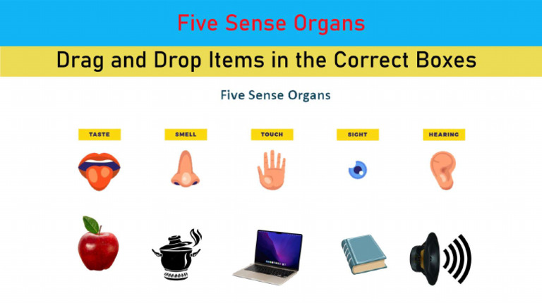Five Sences | PDF