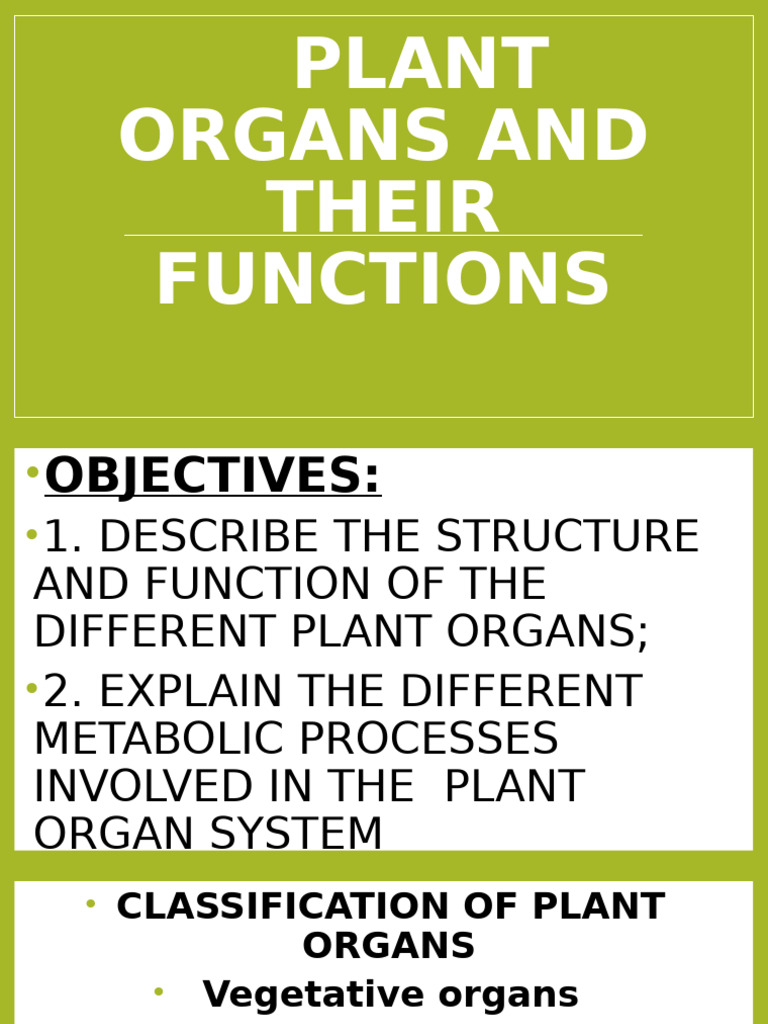 Plant Organs and Their Functions Explained | PDF | Leaf | Plants