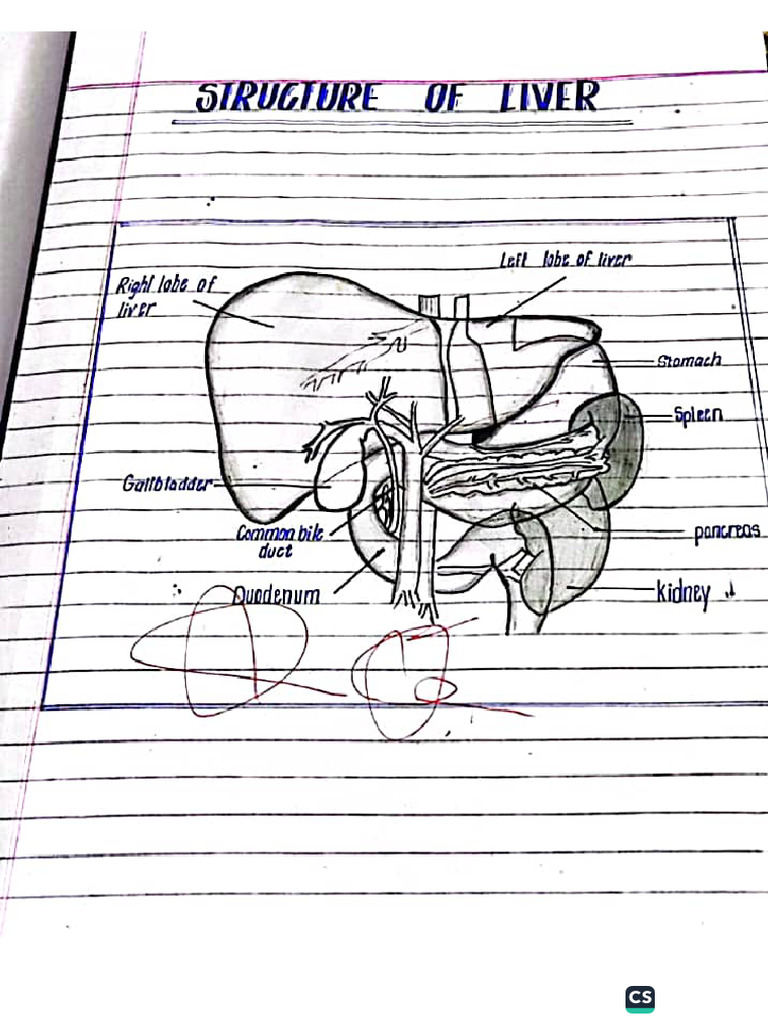 Structure of Liver | PDF