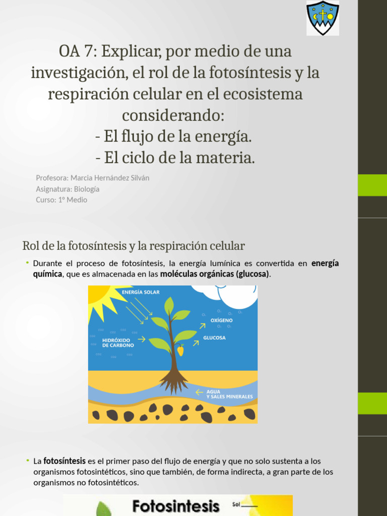 Clase 3. Fotosíntesis y Repiración Celular | PDF | Fotosíntesis | Plantas