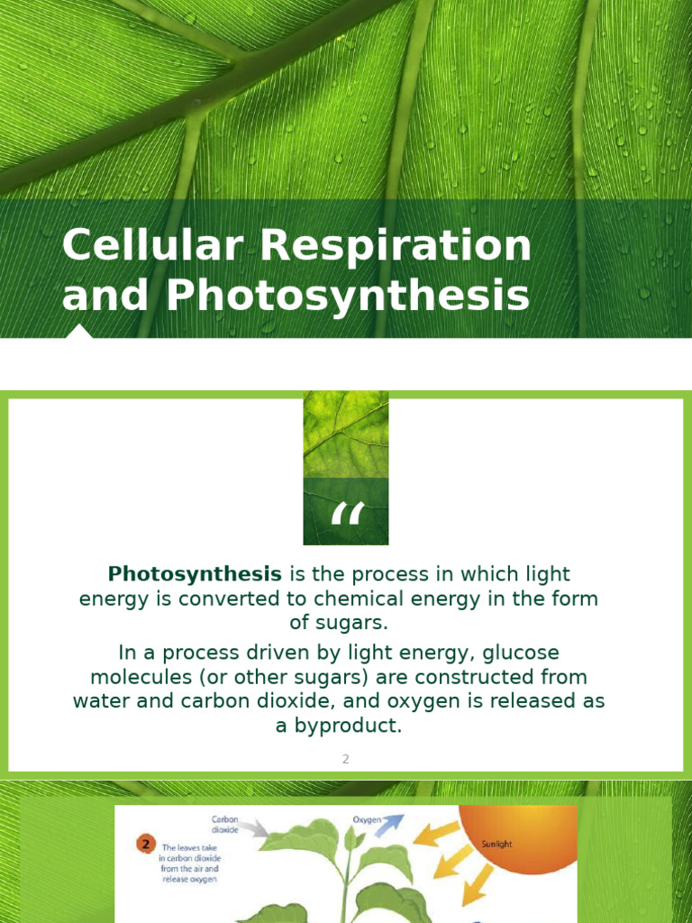 Cellular Respiration vs Photosynthesis Guide | PDF