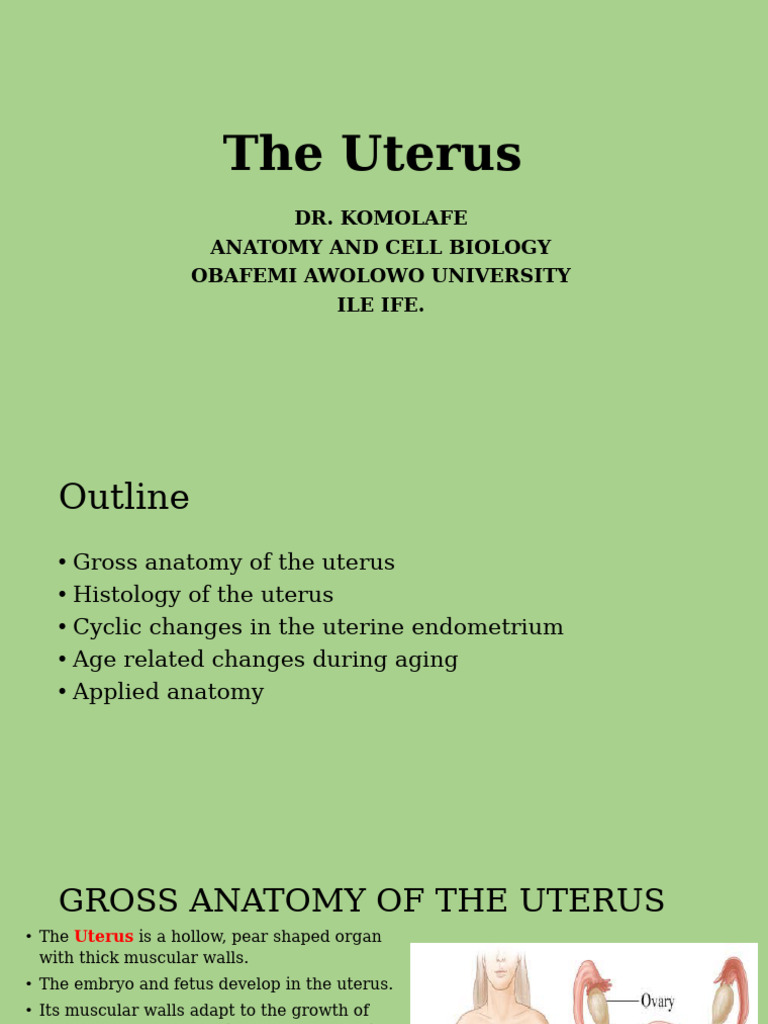 8. Uterus | PDF | Uterus | Menstrual Cycle