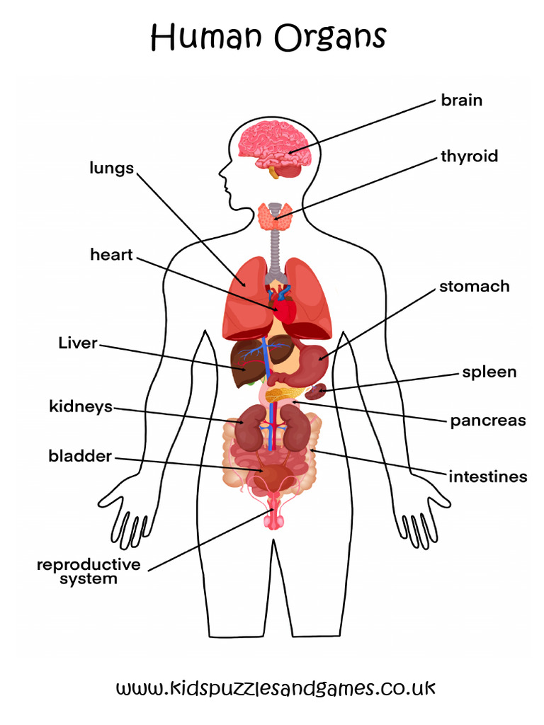 Human Organs Labelled Poster | PDF