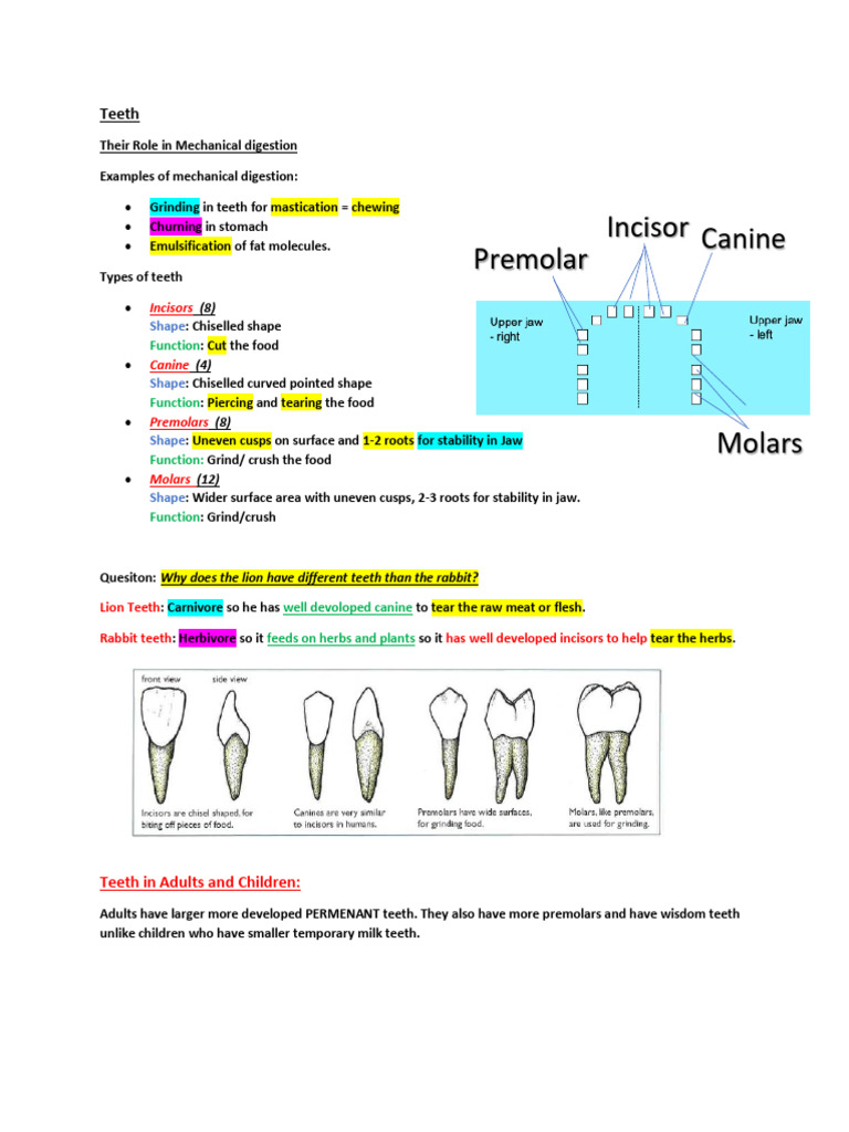 Teeth | PDF | Tooth | Human Tooth