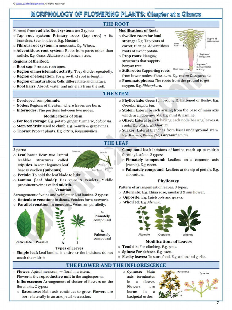 Morphology of Flowering Plants | PDF