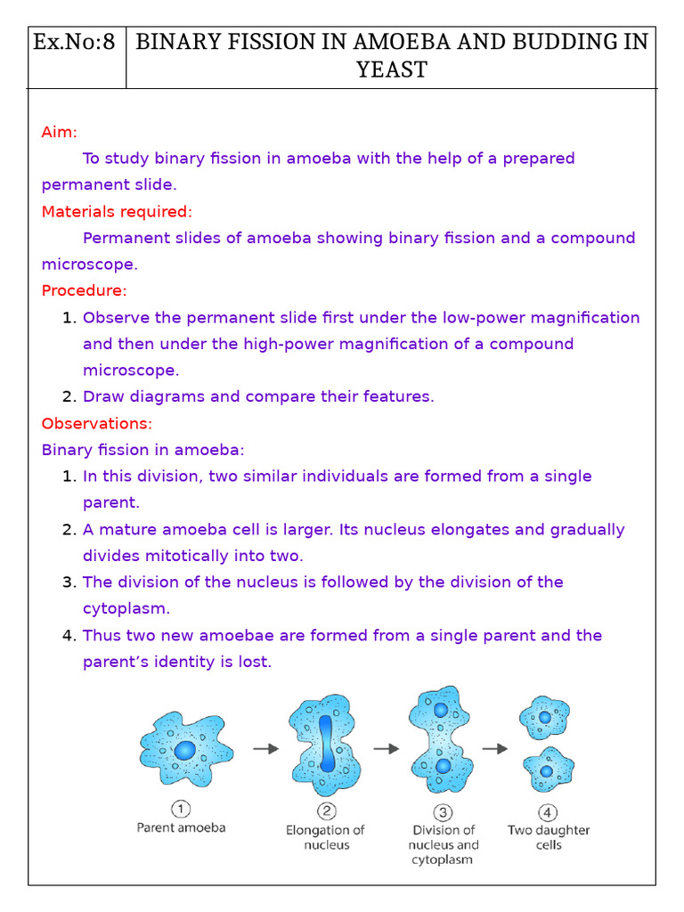 Binary Fission in Amoeba | PDF