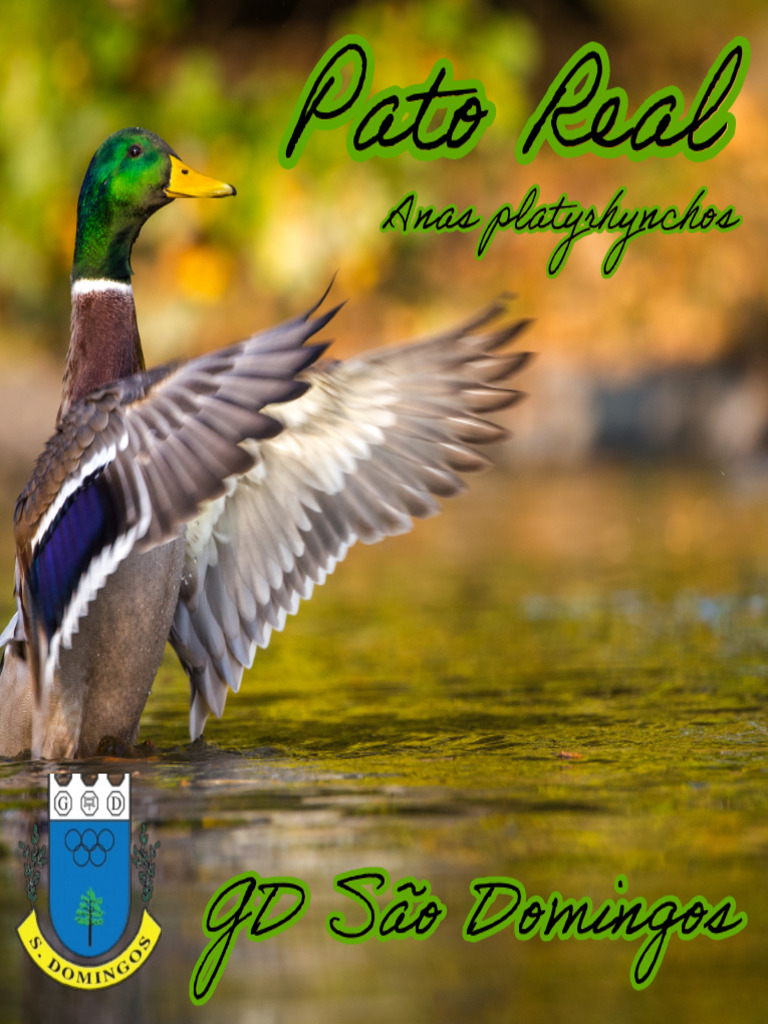 Pato Real GDSD | PDF | Pato | Habitat
