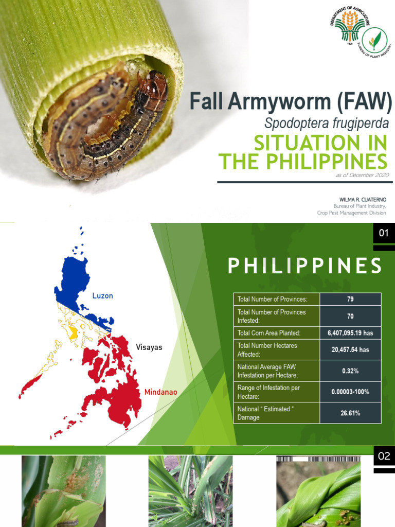 Fall Armyworm Impact in the Philippines | PDF | Pest (Organism ...