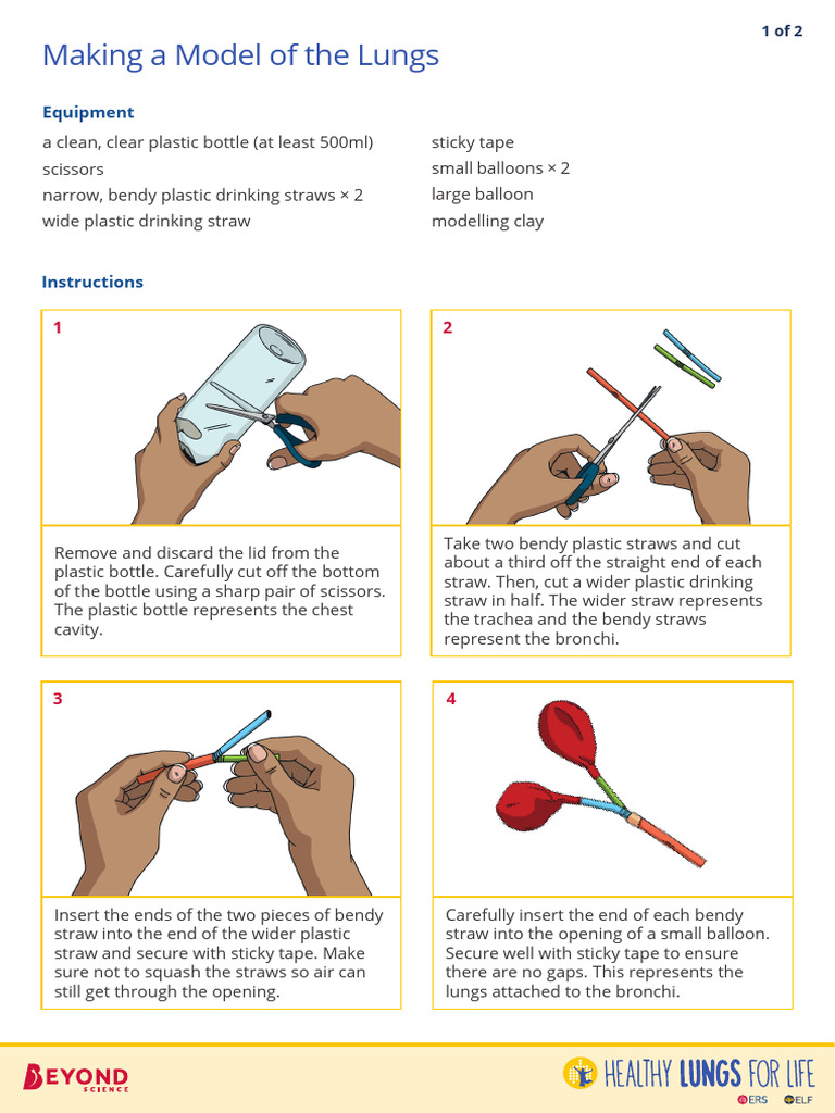Making A Model of The Lungs Instruction Sheet | PDF | Lung | Balloon