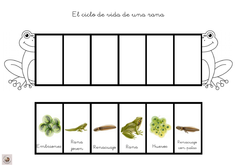 Ciclo de Vida de Una Rana | PDF
