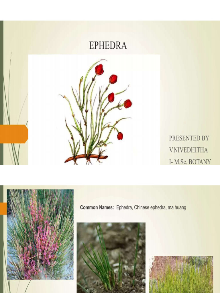 Ephedra Reproductive Structures Explained | PDF