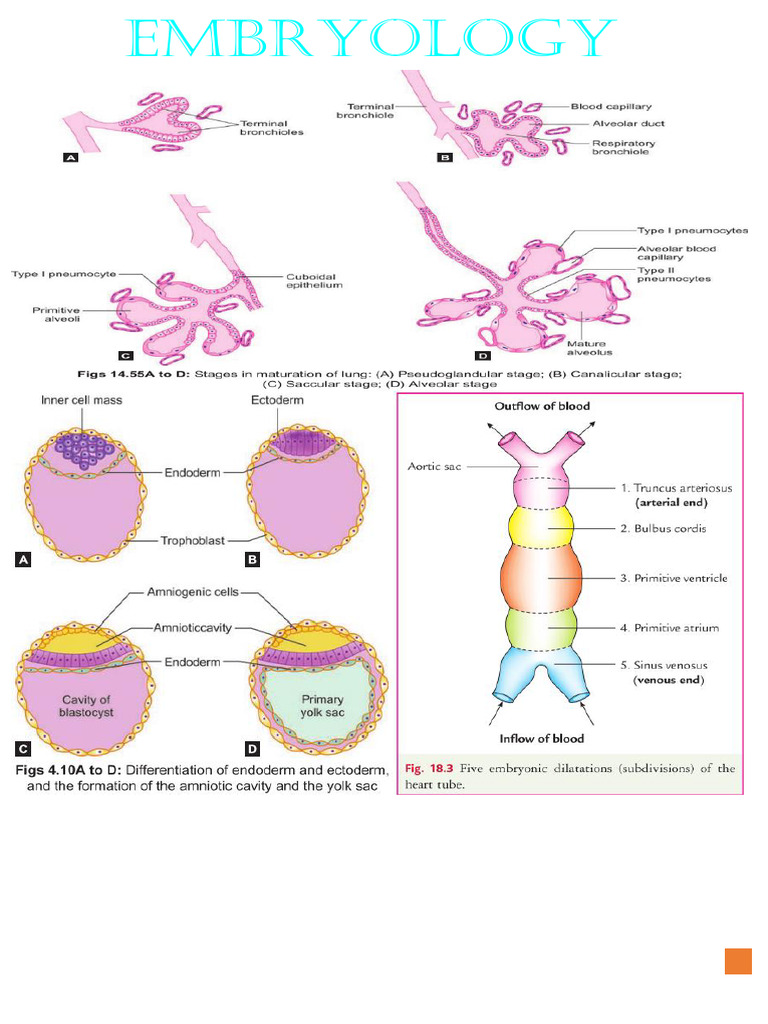 Embryology | PDF